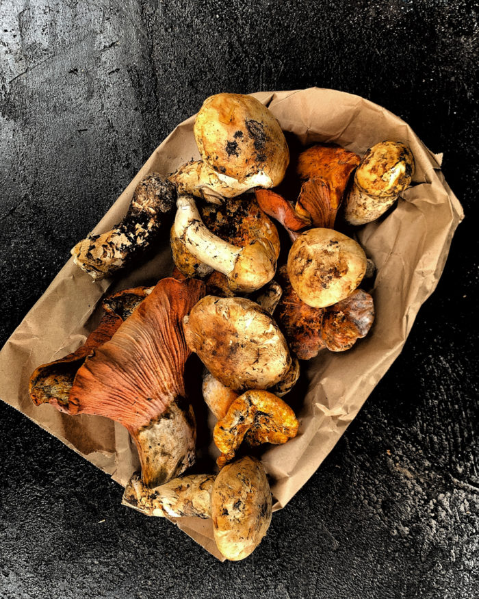 Mushroom Soup with Foraged Hedgehog Mushrooms : Olive Oil and Lemons ...